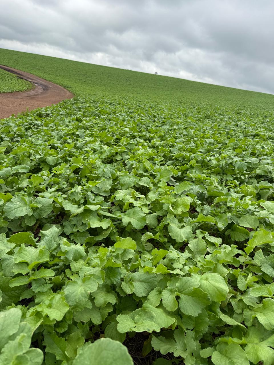Grupo Kaizer apresentou a nova cultivar de nabo GMX Tatu